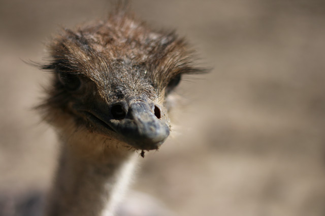 Tropical Survival Guide » Blog Archive » Poze cu struti